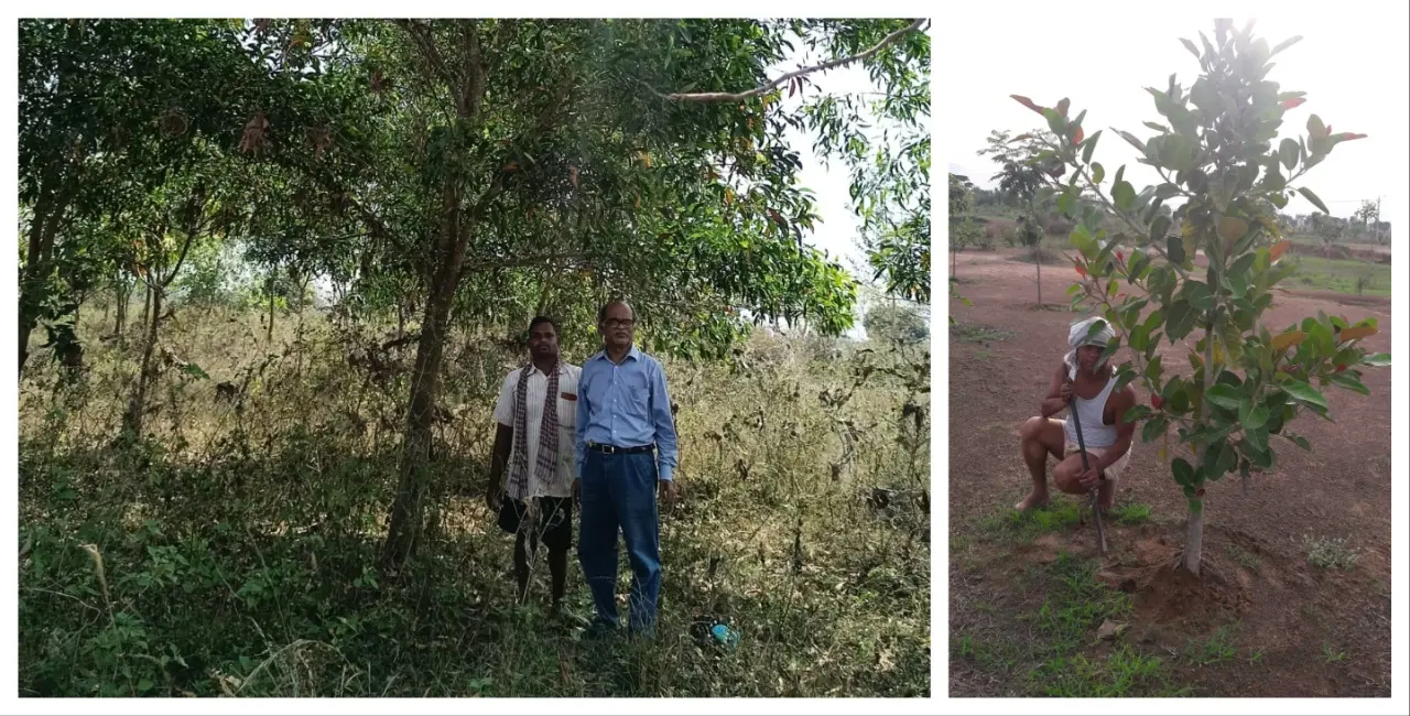 'Greenman' Of Odisha Scripts Another Living Forest On Barren Ganjam ...