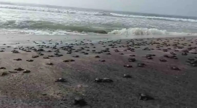[Watch] Olive Ridley Hatchlings Crawl Towards Sea At Odisha's ...