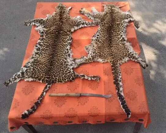 Berhampur SP Seeks Specialised Wildlife Crime Probe In Leopard Skin ...